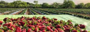 How to Start a Strawberry Farming Operation: Complete Guide