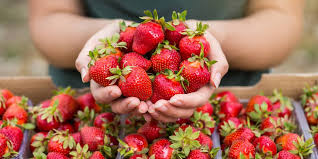 How to Start a Strawberry Farming Operation: Complete Guide
